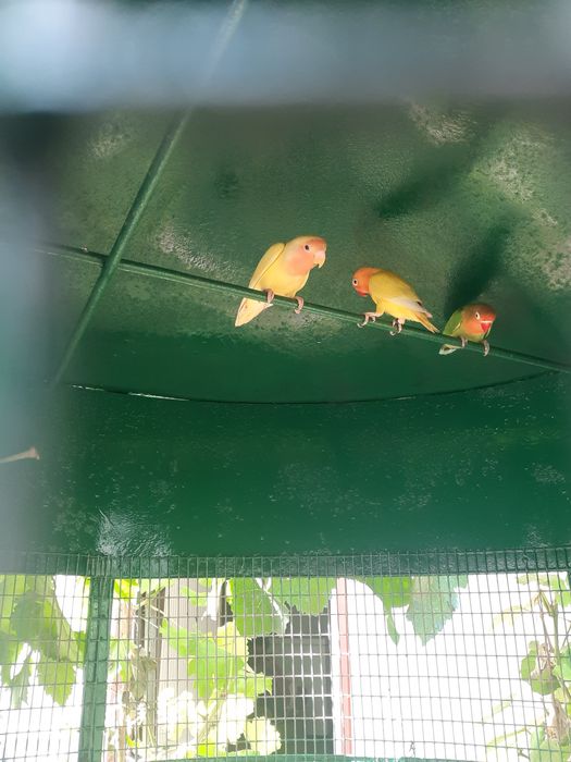 Agapornis fischer Sendim • OLX.pt