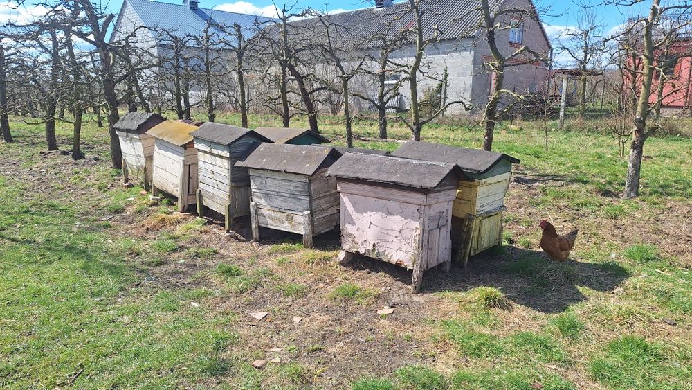 Ule Zwykłe Warszawskie 10 sztuk Budy Ciepielińskie • OLX.pl