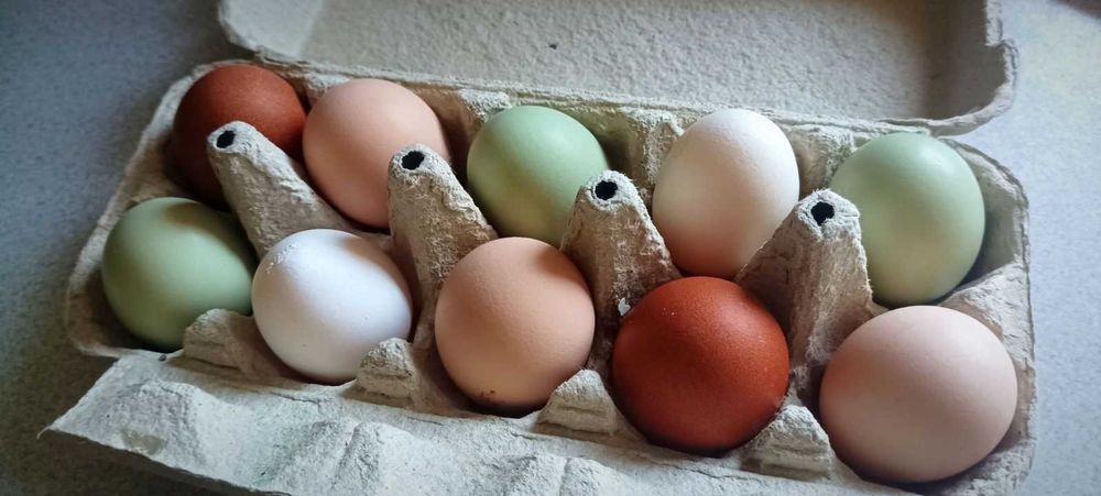 Jaja wiejskie, jajka od kur z wolnego wybiegu Iwkowa • OLX.pl