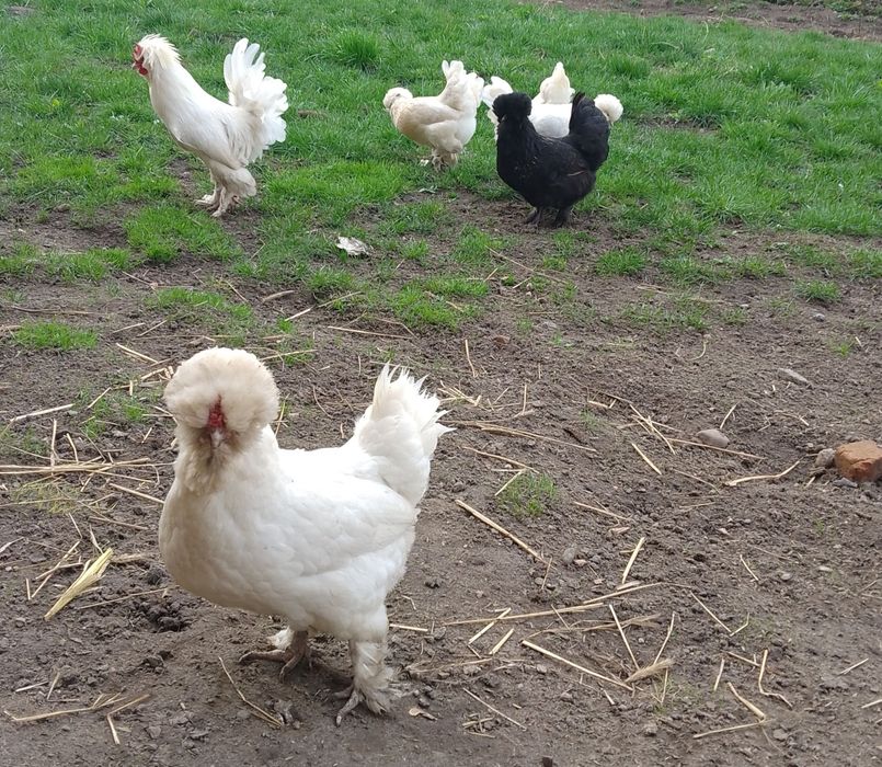 Kury kurczaki Perliki rasoweKurczaki ozdobne ,nioski Brahma,kochin,raj ...