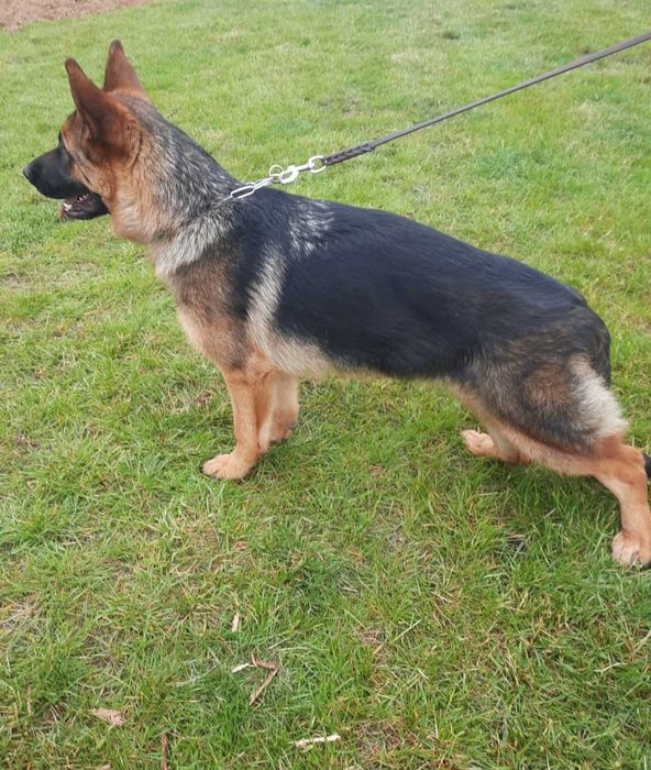 Owczarek Niemiecki Suczka FCI Gniezno • OLX.pl