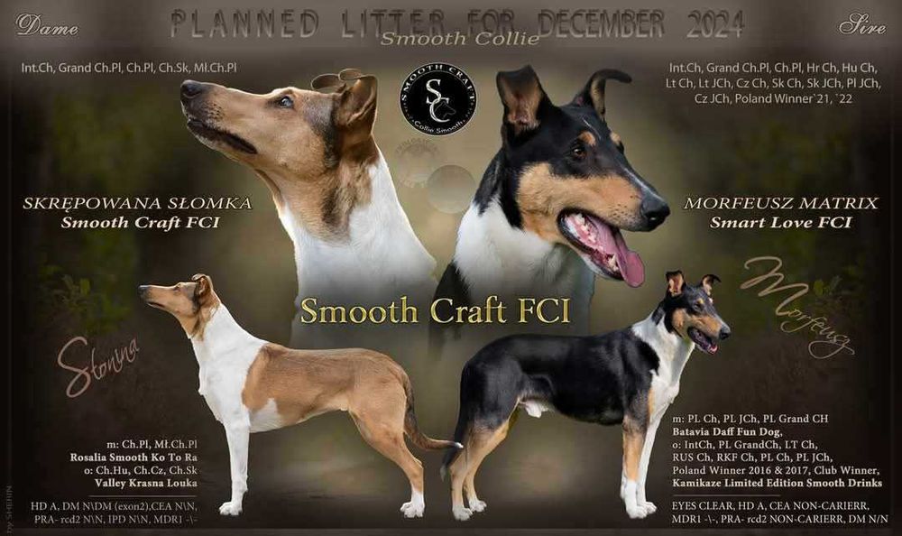 Owczarek Szkocki Krótkowłosy FCI collie Wilkowice • OLX.pl