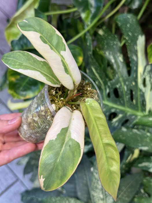 Филодендрон Philodendron Atabapoense Albo Variegated: 3 600 грн ...