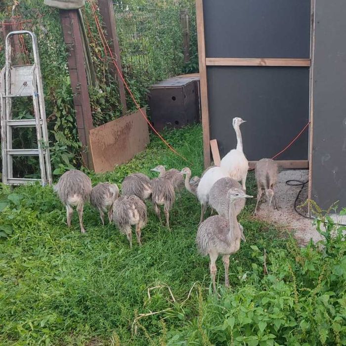 Strusie szare ostatnia para z 2024 roku Brodnica • OLX.pl