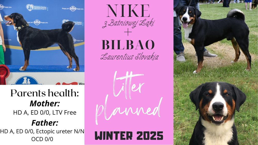 Appenzeller szczenięta FCI/Zapowiedź miotu Hipolitów • OLX.pl