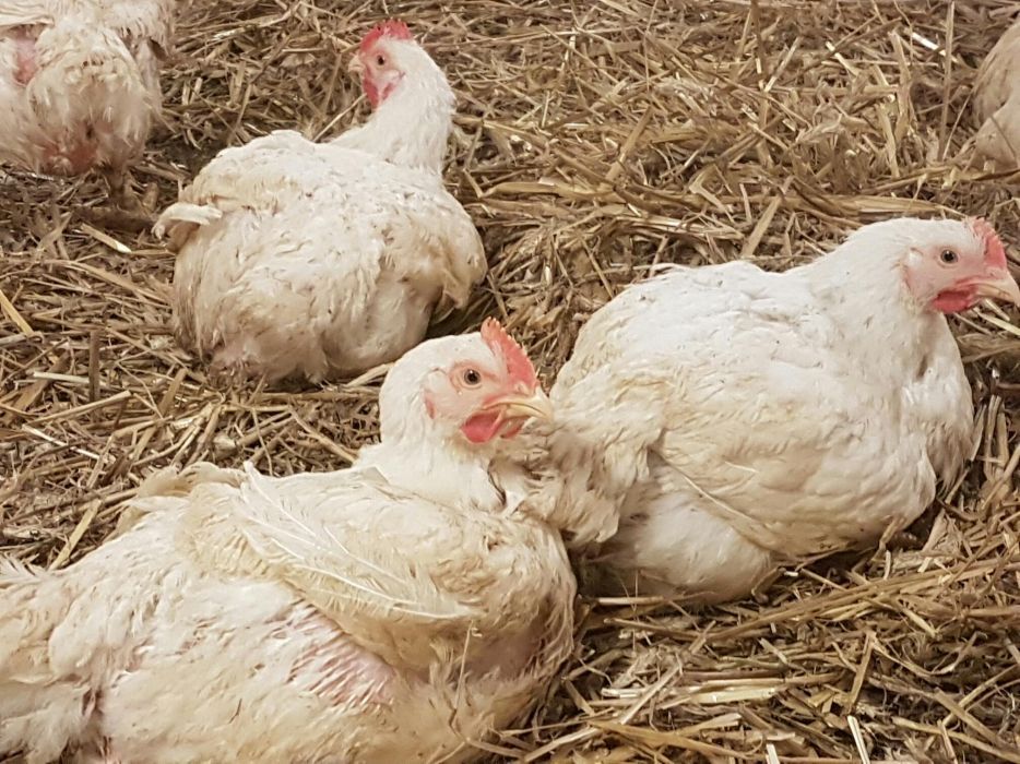 Kurczaki brojlery - Możliwy dowóz. Szewno • OLX.pl