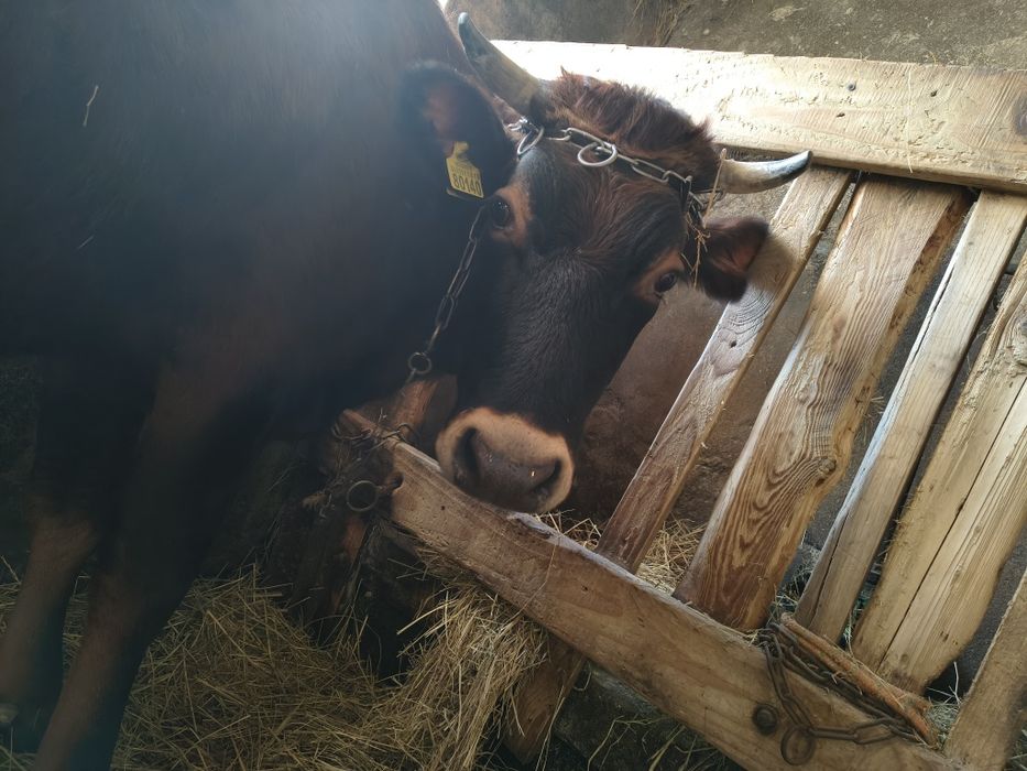 Krowa cielną Jersey.Rezerwacja do jutra Gruszów • OLX.pl