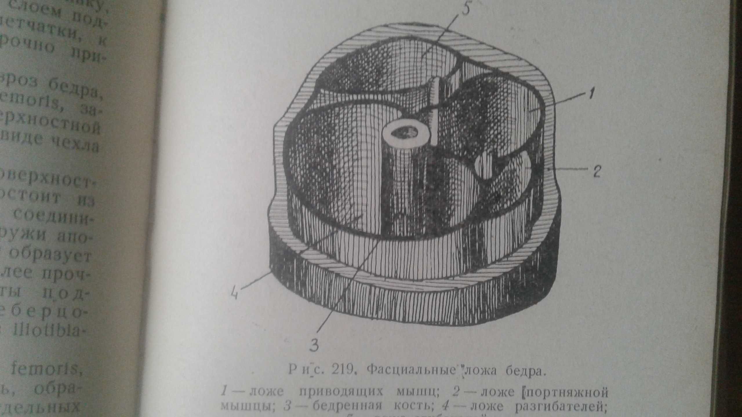 Топографическая анатомия оперативн хирургия груди и конечностей Фраучи ...