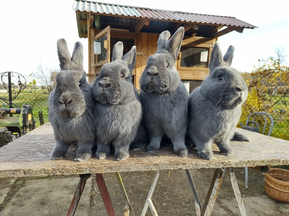 Królik wiedeński niebieski Ochaby Małe • OLX.pl
