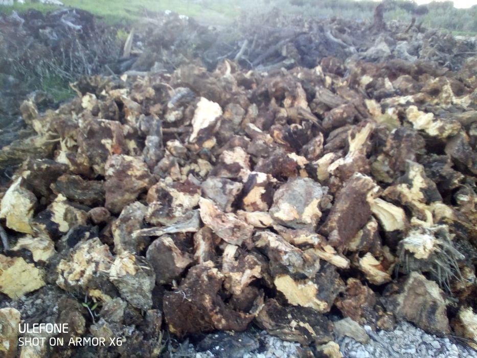 Raiz de oliveira União de Freguesias da cidade de Santarém • OLX Portugal