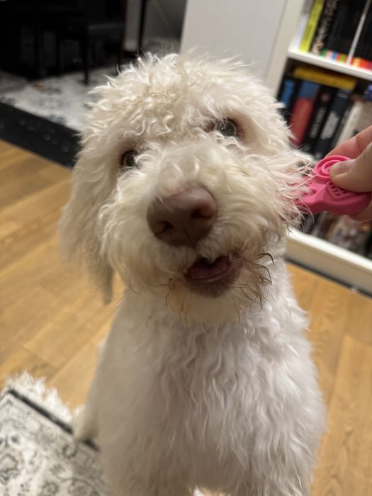 Lagotto Romagnolo Matysówka • OLX.pl