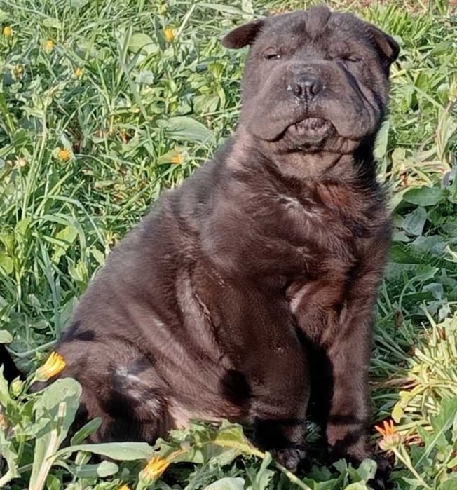 Sharpei Bebé Fêmea Loures • OLX.pt