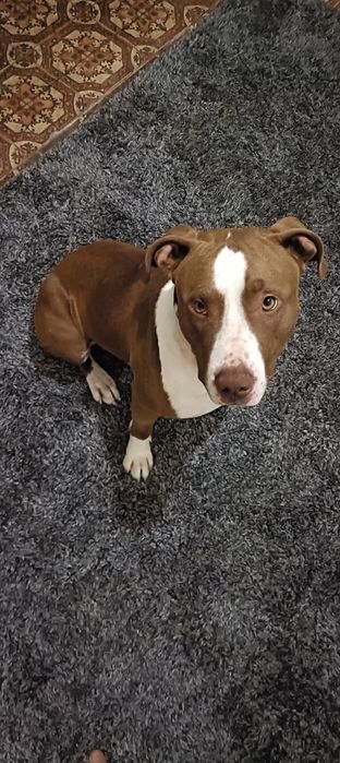 Dou red nose 9 meses Areeiro • OLX.pt