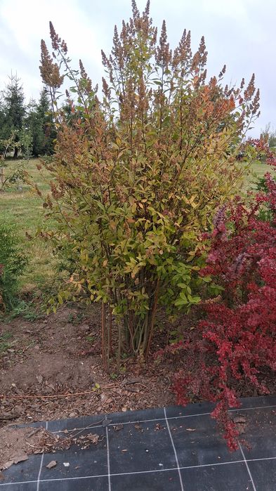 Tawuła wierzbolistna Billarda z gruntu duże krzewy Nowa Ruda • OLX.pl