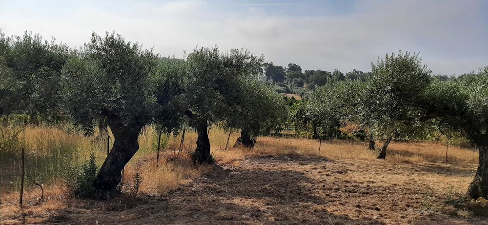 Vende-se Quinta em Lousa, Castelo Branco Santo António Dos Cavaleiros E ...