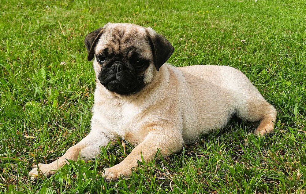 Mops suczka 3miesięczna Świetokrzyskie Kije • OLX.pl