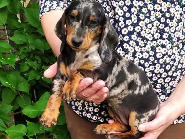 Jamnik miniaturowy krótkowłosy merle PIESEK Klimontów • OLX.pl