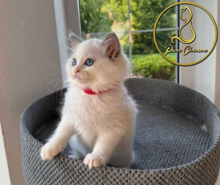 Śliczna urocza kotka ragdoll rodowód FPL FiFe słodka Bolesławiec • OLX.pl