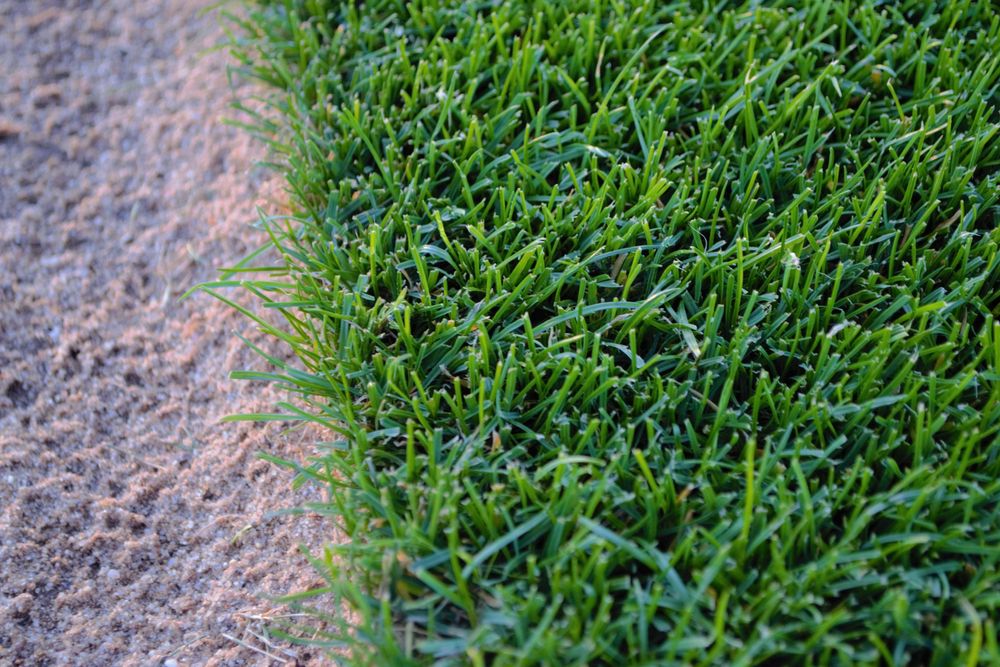 Relva natural em tapete! Transforme o seu jardim! Sintra (Santa Maria E ...