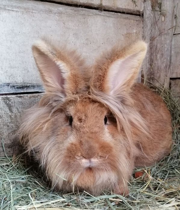 Królik lew, króliczki ozdobne, domowe Olkusz • OLX.pl