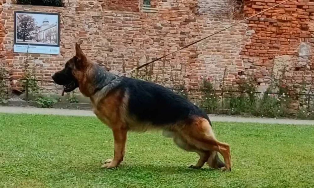 Owczarek niemiecki krótkowłosy FCI Topólka • OLX.pl