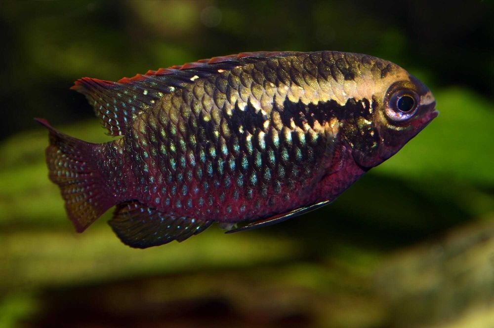 Akara wiśniowa - Akarka - Korumba - Laetacara dorsigera - dowóz Łódź ...