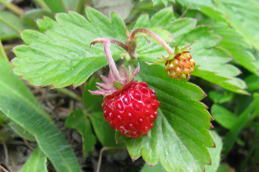 Poziomka, poziomki - ładne sadzonki, poziomka: baron, leśna .. Zalesie ...