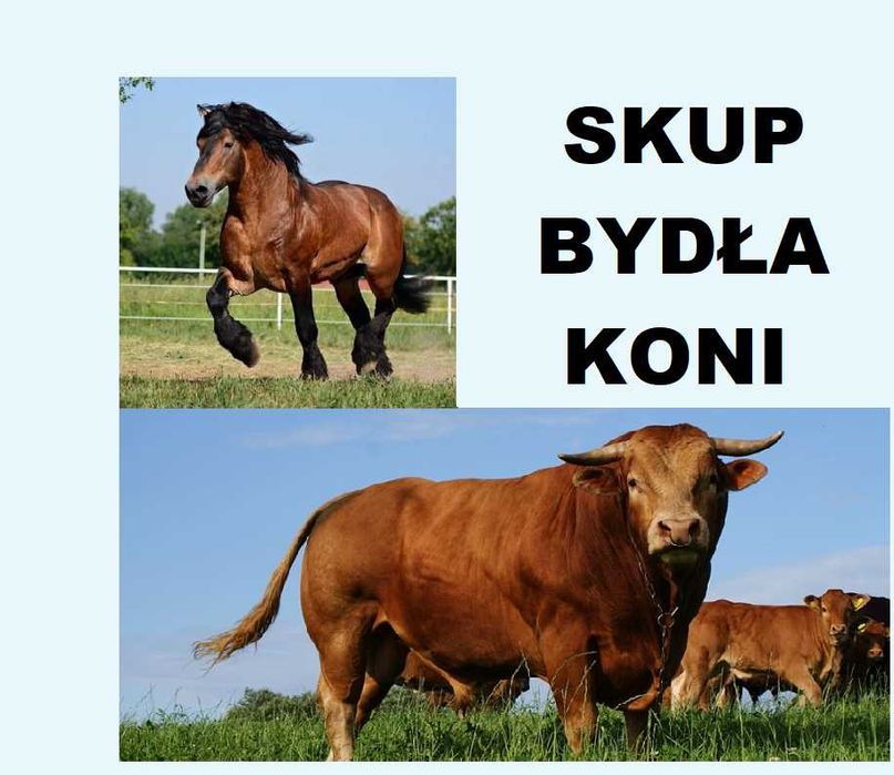 SKUP Bydła Koni Żywca !UBÓJ! Krowy,Krowa,Byk,Byków,Konie,Koń Gorlice ...