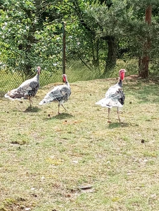 Młode indyki kolorowe Jeziora Wielkie • OLX.pl