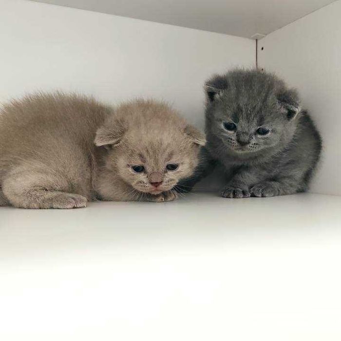 Slodkie Kotki brytyjskie Katowice Bogucice • OLX.pl