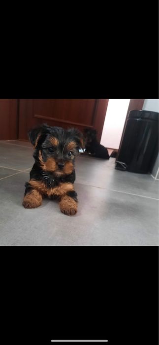 Yorkshire Terrier miniaturka Przelewice • OLX.pl