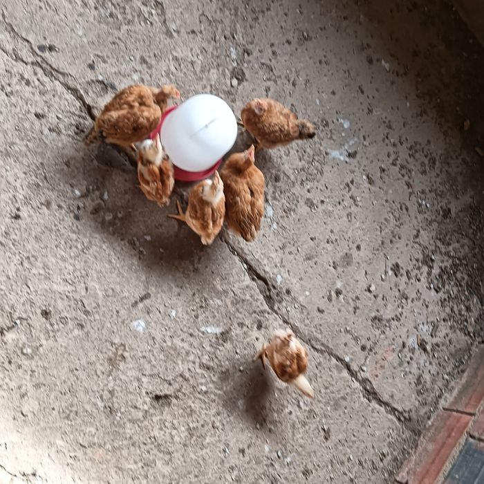 Frangos/as (4 meses) São Barnabé • OLX.pt