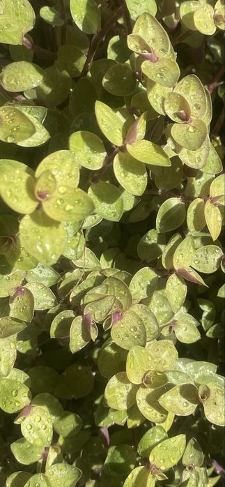 Калізія Callisia repens Gold: 50 грн. - Кімнатні рослини Київ на Olx