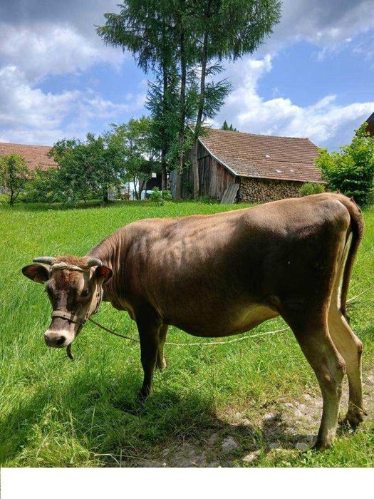 Krowa rasy Jersey Brzozów • OLX.pl