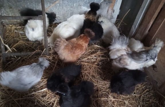 Kury kurczaki jajka jaja lęgowe sebrytka ayam silka brahma czubatka ...