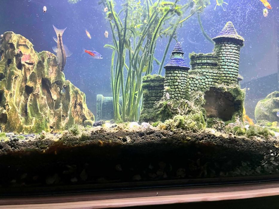 Akwarium Aquael 90l + rośliny + ozdoby + podłoża + rybki – komplet ...