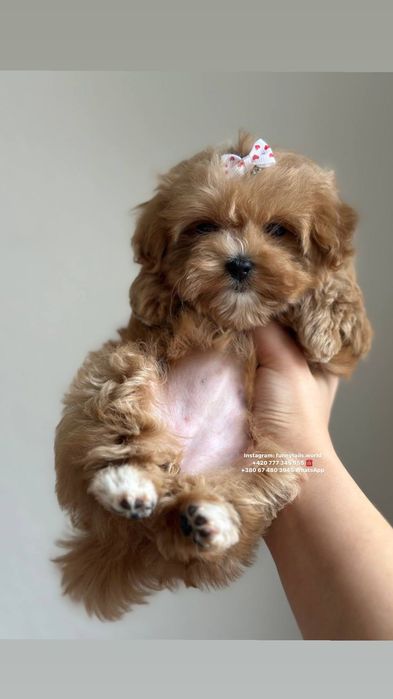 Maltipoo f1 мальтіпу супер міні baby face: 2 500 € - Собаки Київ на Olx